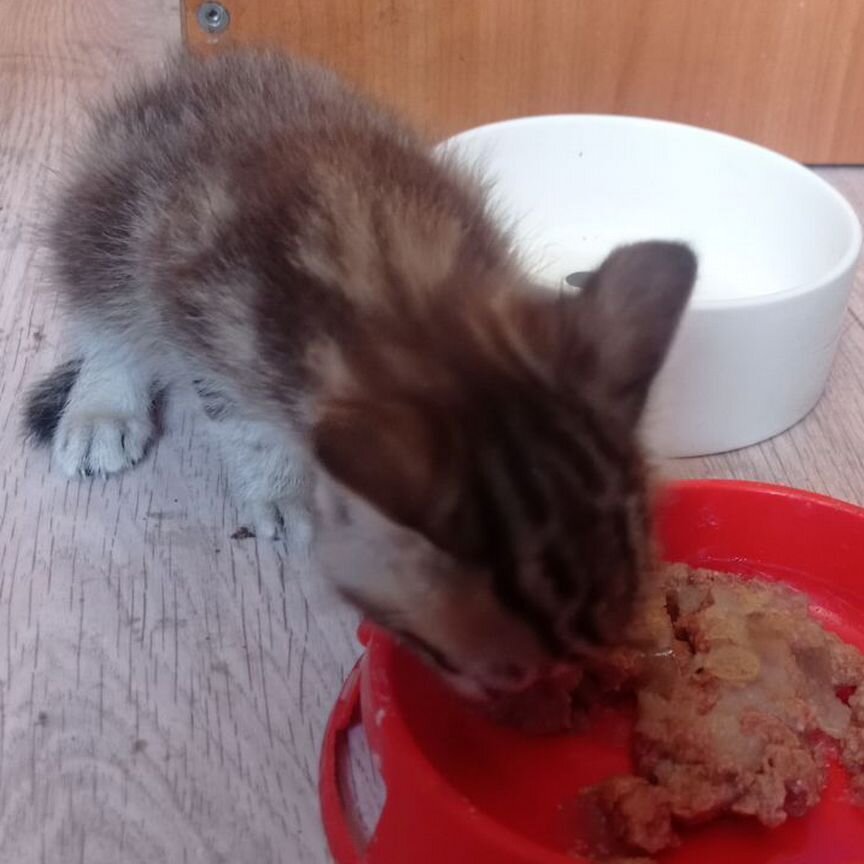 Отдам в добрые руки котят,девочки,к лотку приучены