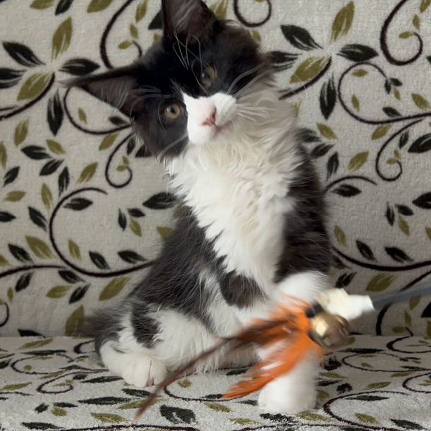 Мейн-кун котёнок