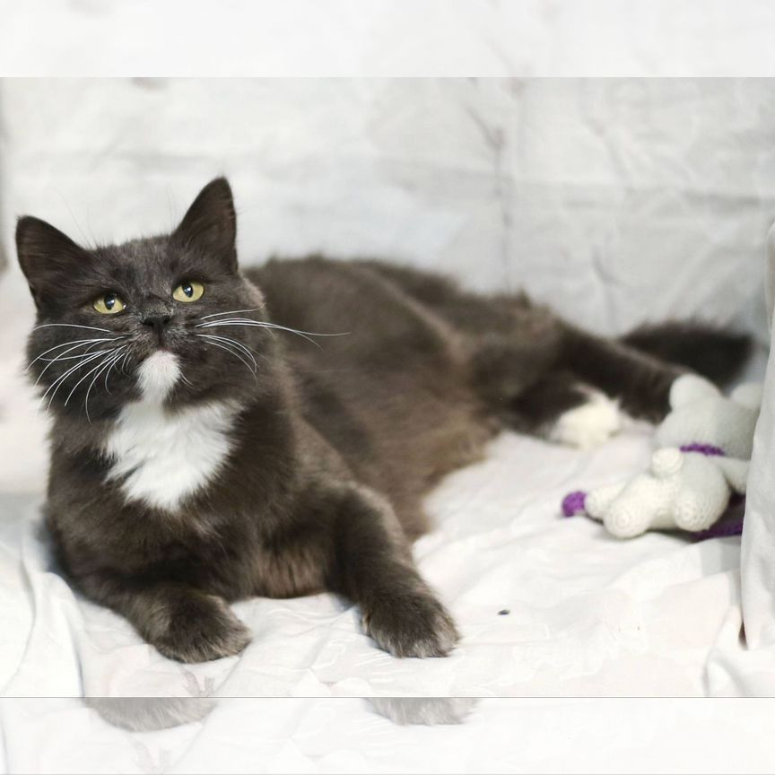 Самая нежная кошечка ищет семью