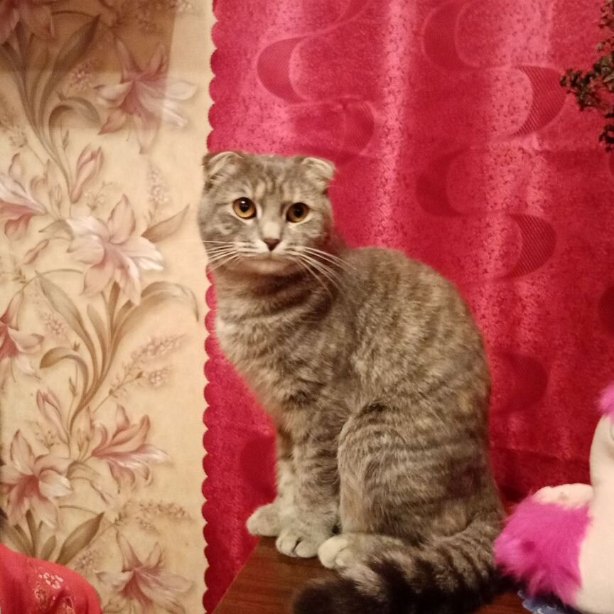 Шотландская вислоухая кошка вязка