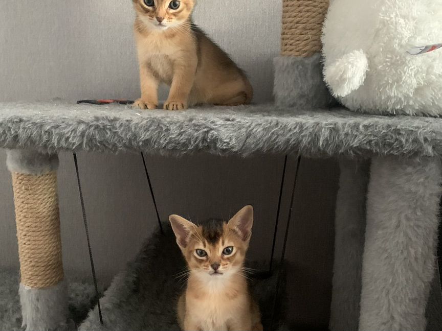 Абиссинские котята