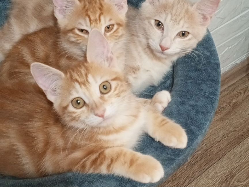 Котята курильский бобтейл