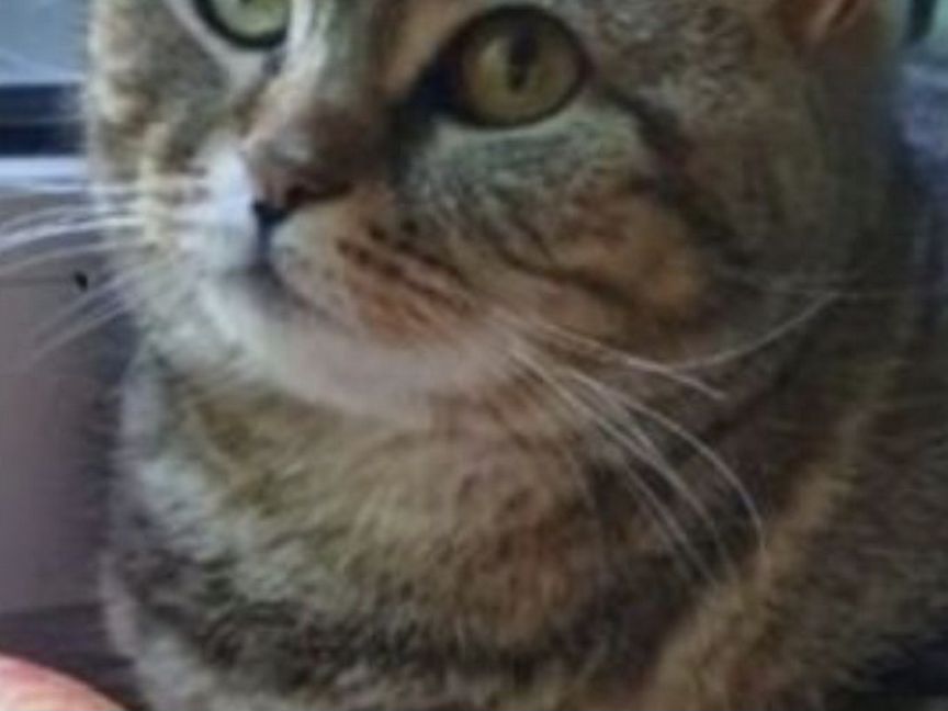 Кошка Мурка