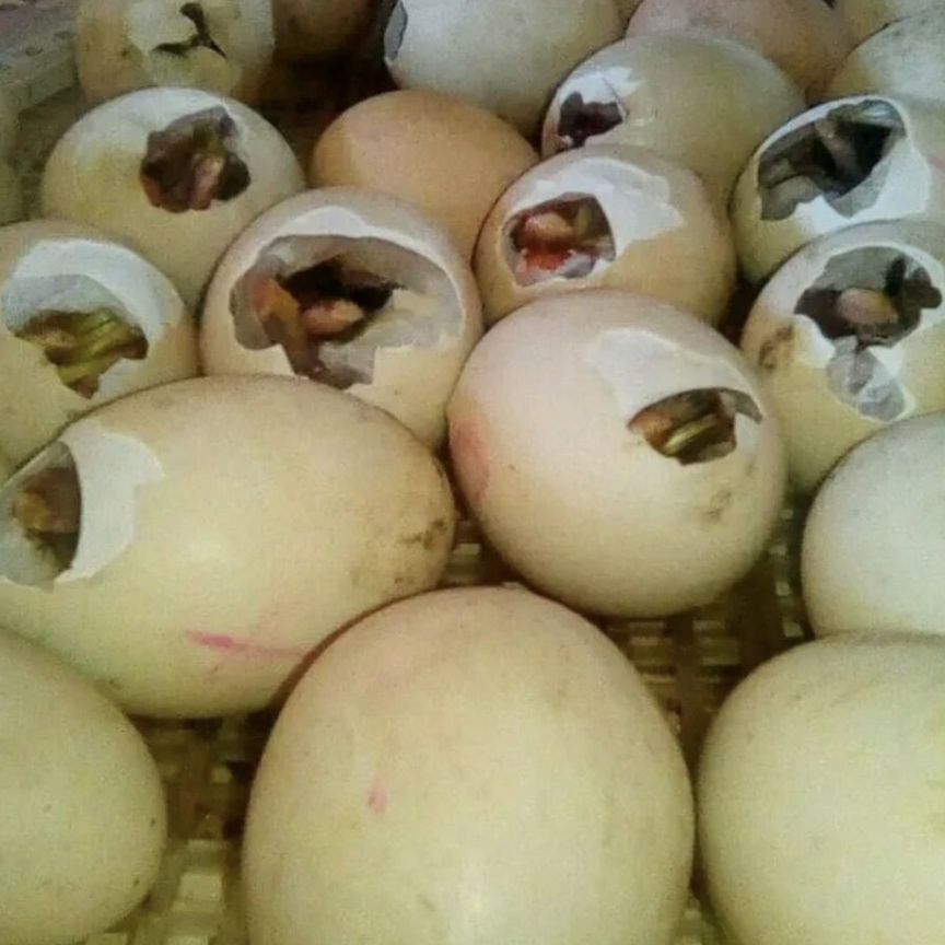 Инкубационное яйцо индоутки