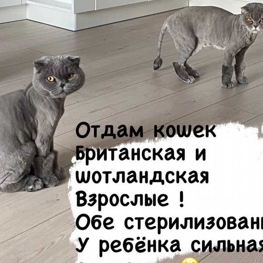 Отдам кошек британская и шотланская