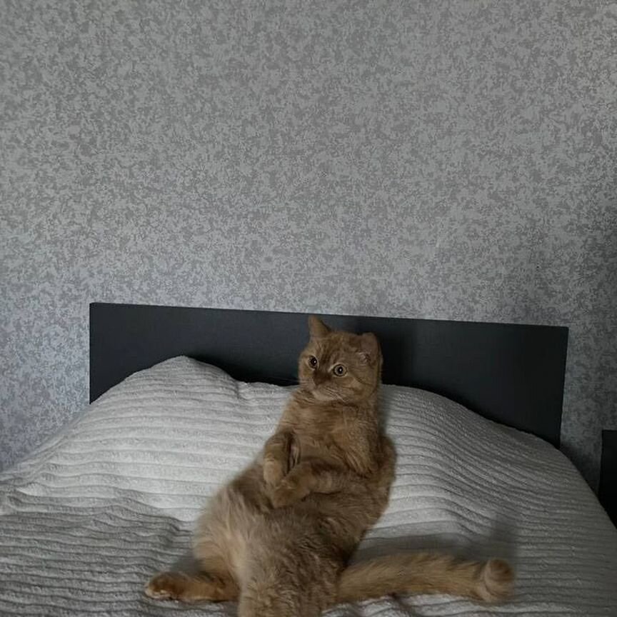 Кошка Алиса