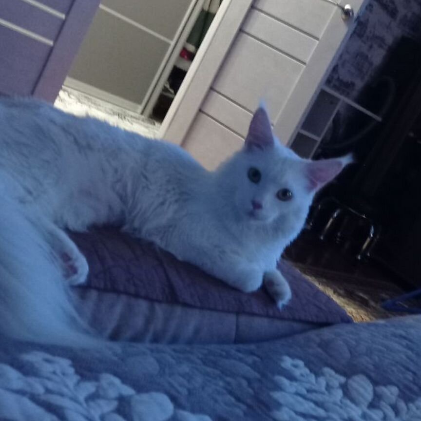 Мейн-кун, взрослый кот