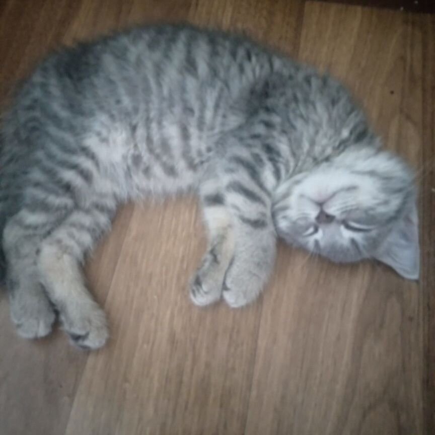 Кошечка скотиш страйт