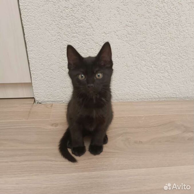 Кошечка чёрная 2 месяца