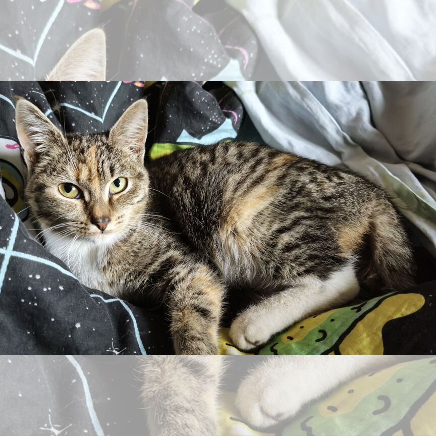 Котята