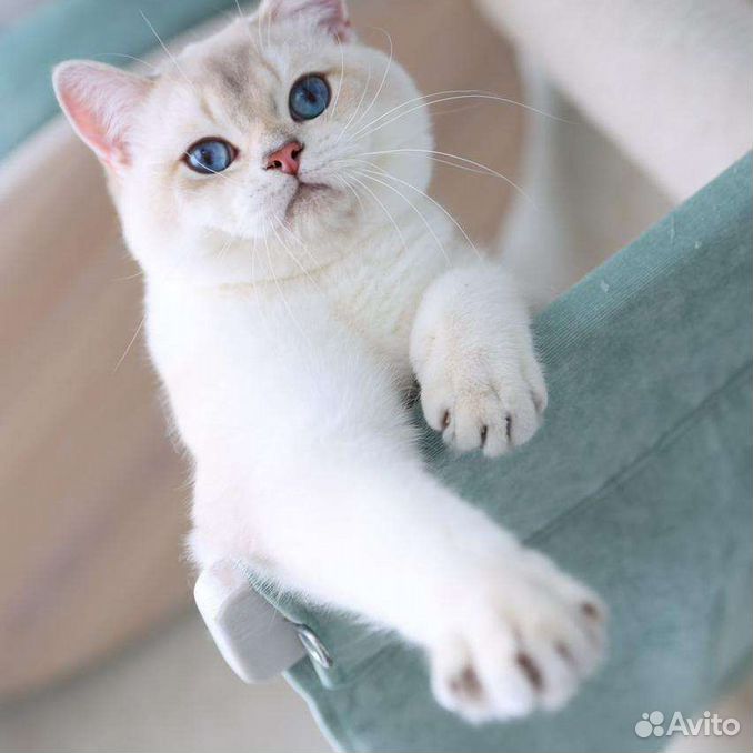 Голубоглазый британский котик