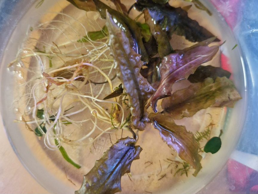 Аквариумное растение криптокорина цена за все