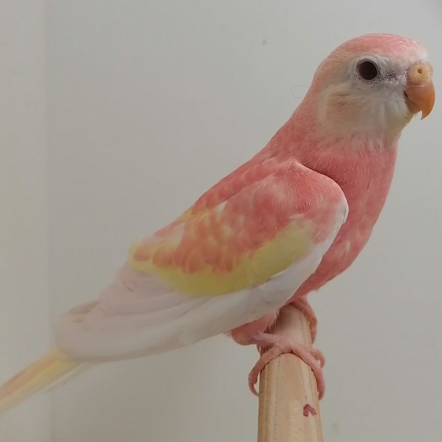 Розовобрюхий попугайчик,птенчик