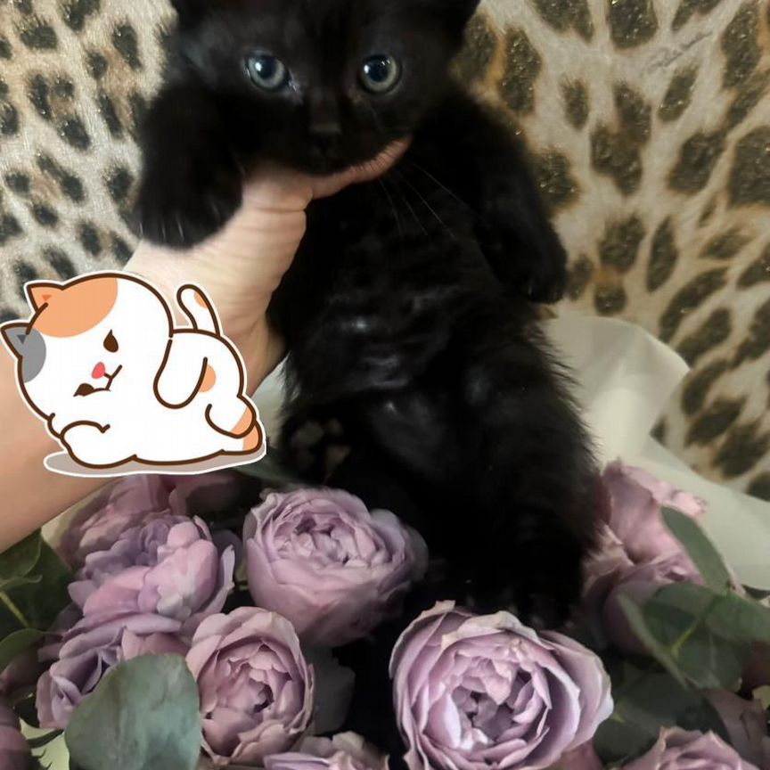 Британские котята