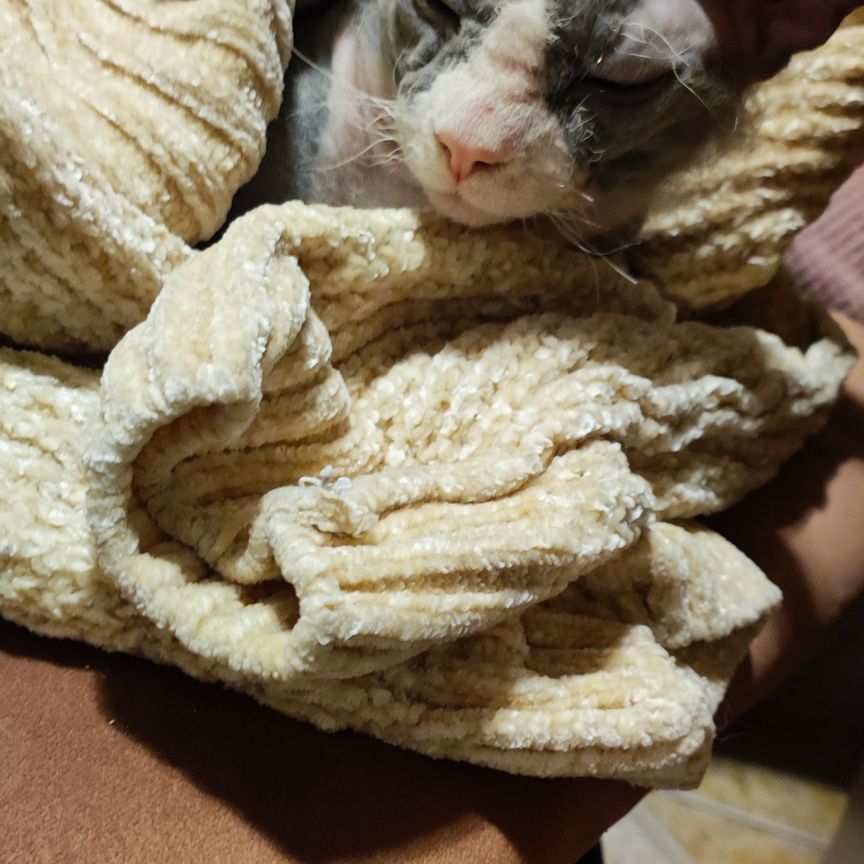 Отдам кота в добрые руки