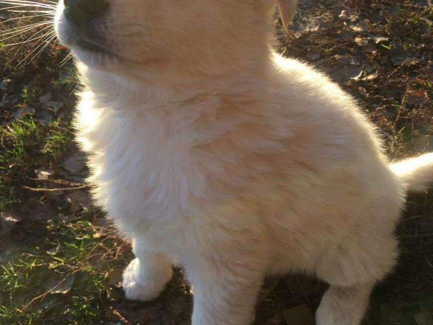 Щенок метиса лайки с овчаркой