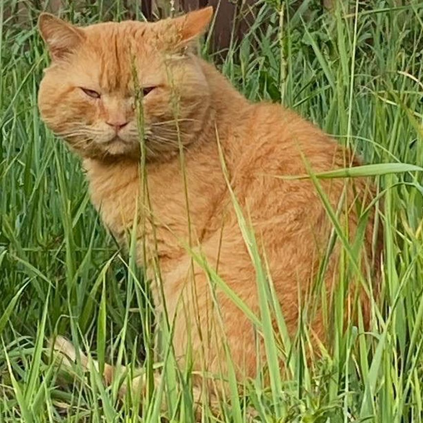 Рыжий котик ищет дом