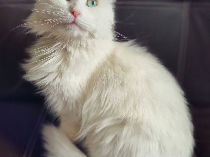 Турецкая ангора