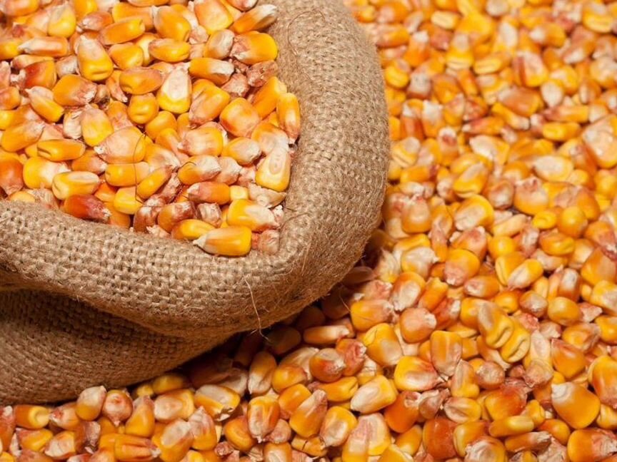 Кукуруза кормовая