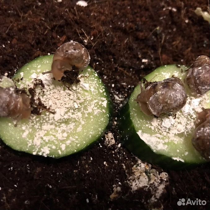 Улитки ахатины имакулята