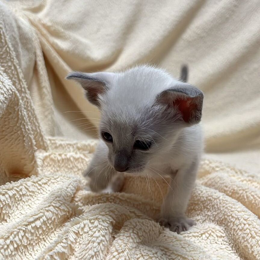 Ориентальные котята