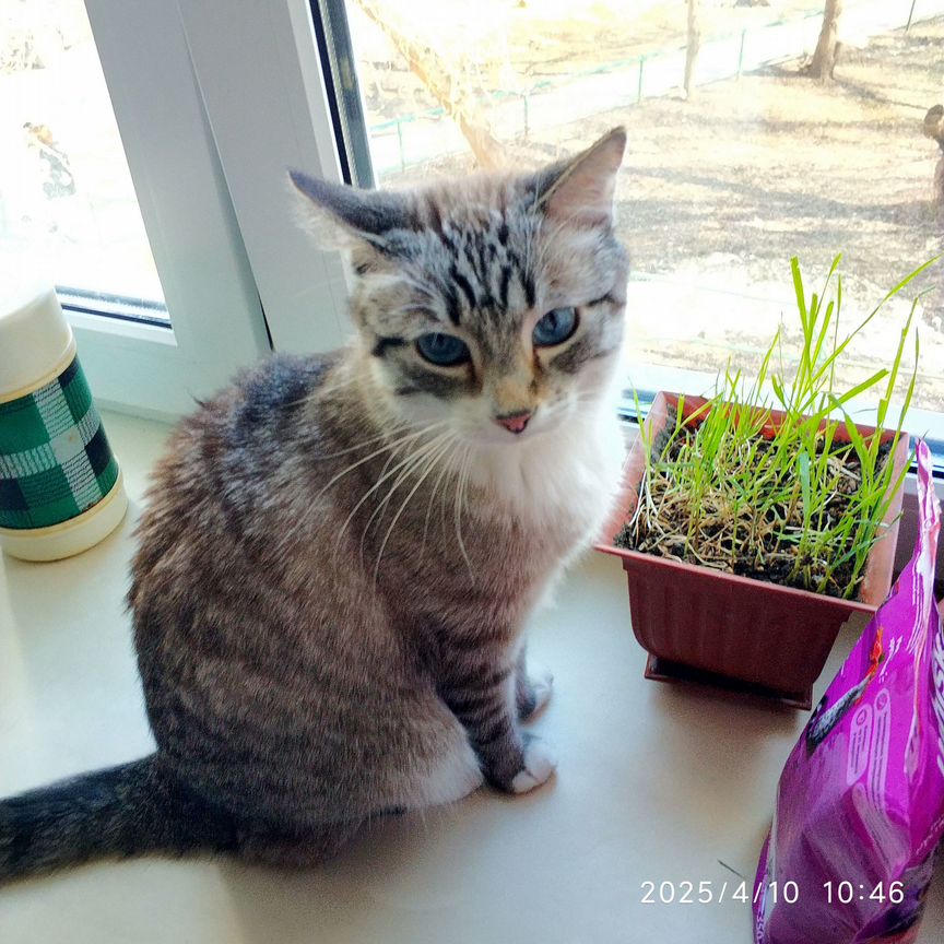 Кот в добрые руки
