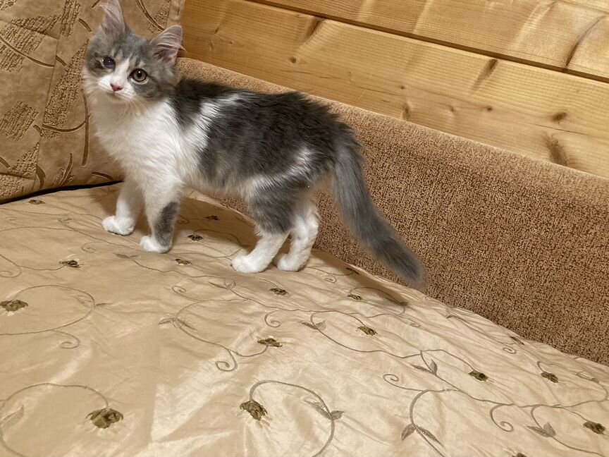 Просто котенок 3 месяца девочка