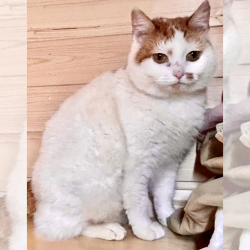 Взрослая, кошка в добрые руки