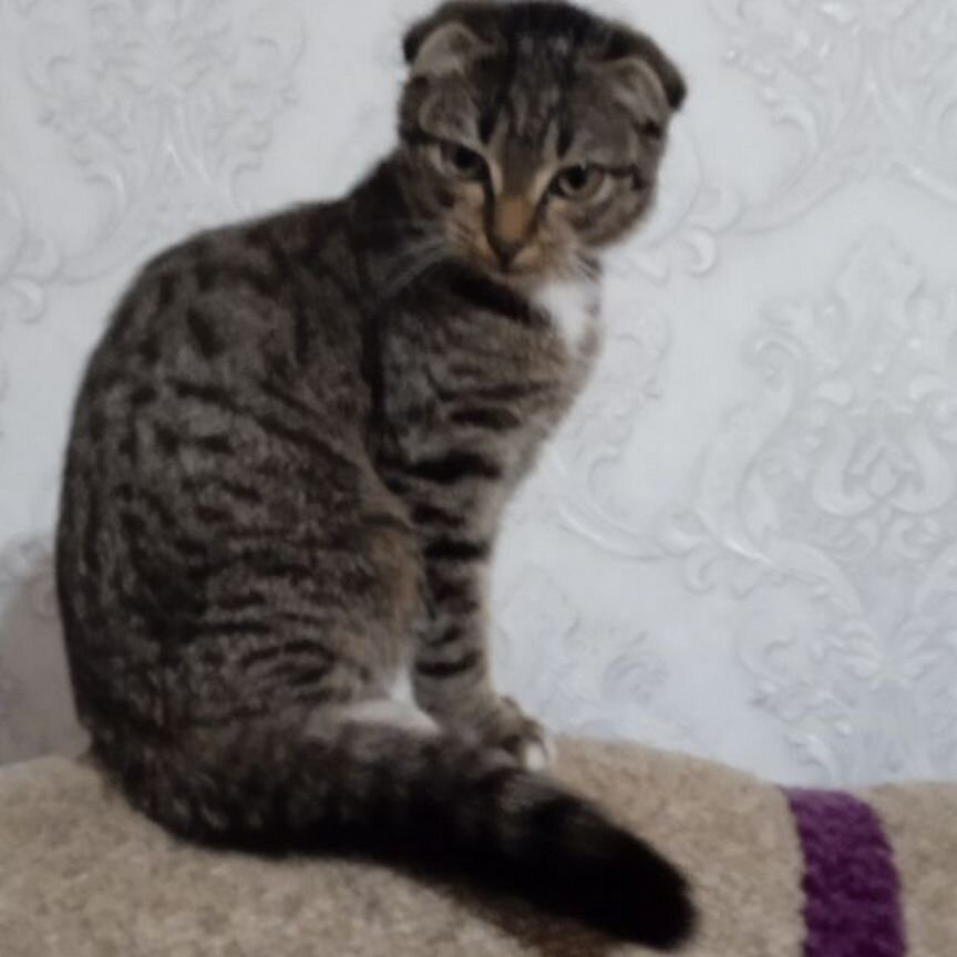 Шотландский вислоухий короткошёрстный котёнок