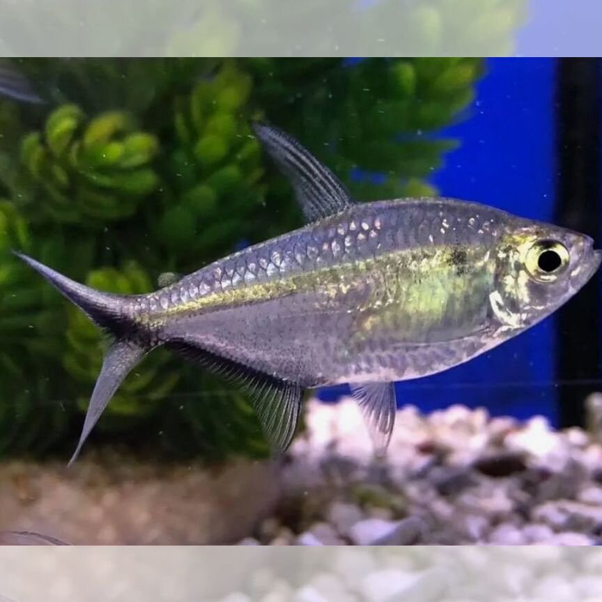 Тетра коста, шустрые аквариумные рыбки