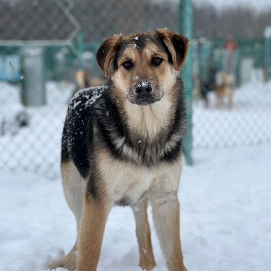 Овчарка щенок в добрые руки
