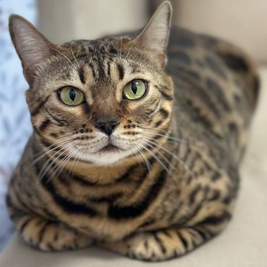 Бенгальская, взрослая кошка