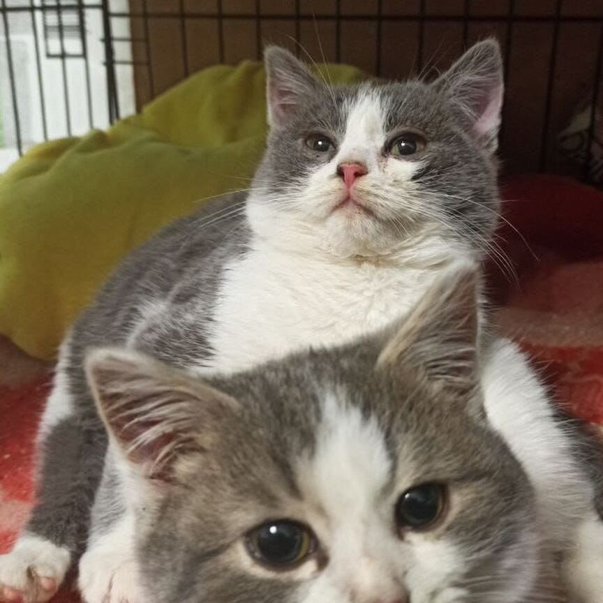 Котята в добрые руки мальчики