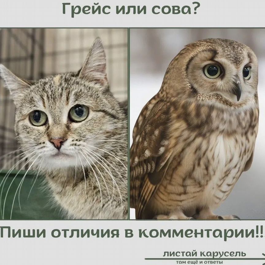 Взрослая, кошка в добрые руки