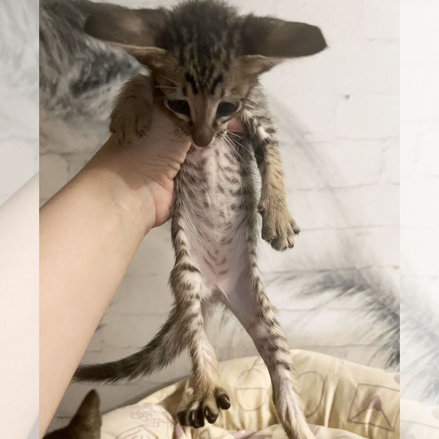 Ориентальные девочки готовы к переезду