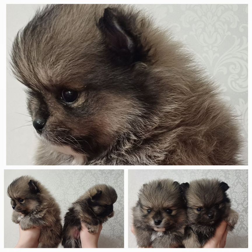 Меховые колобочки померанские шпицы
