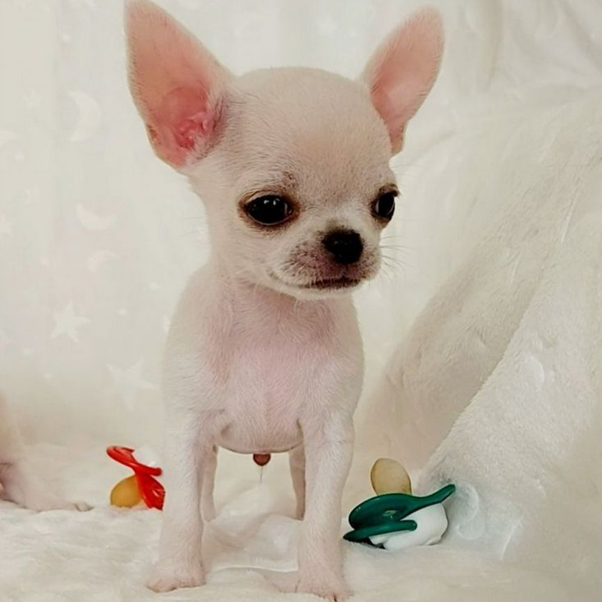 Эксклюзивный малыш