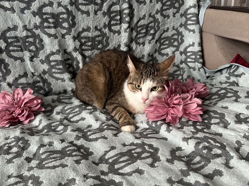 Лолочка диванная кошечка