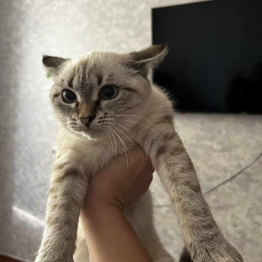 Кошки