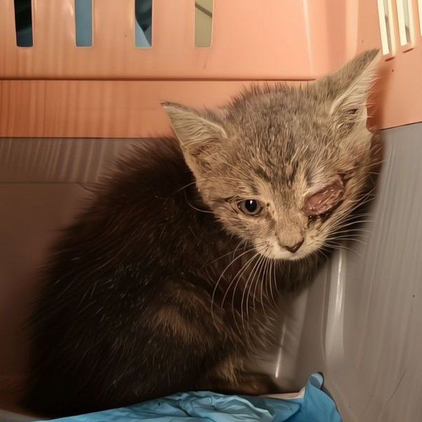 Котёнок в добрые руки