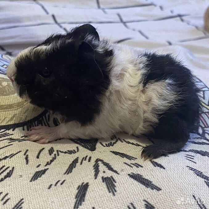 Морская свинка смесь тедди