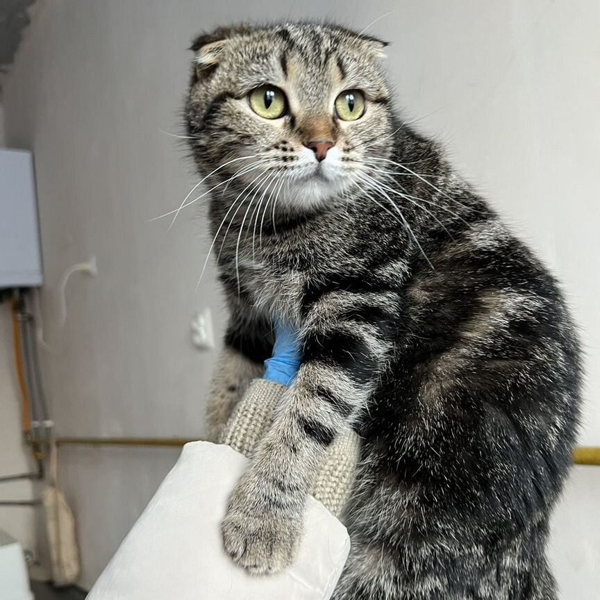 Ласковый котенок 5 мес