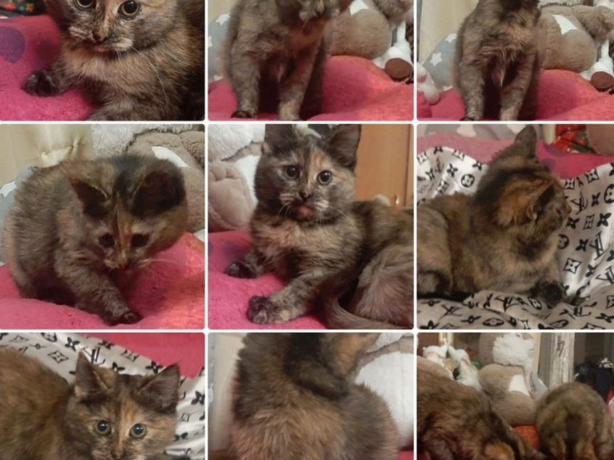 Британская короткошерстная кошка