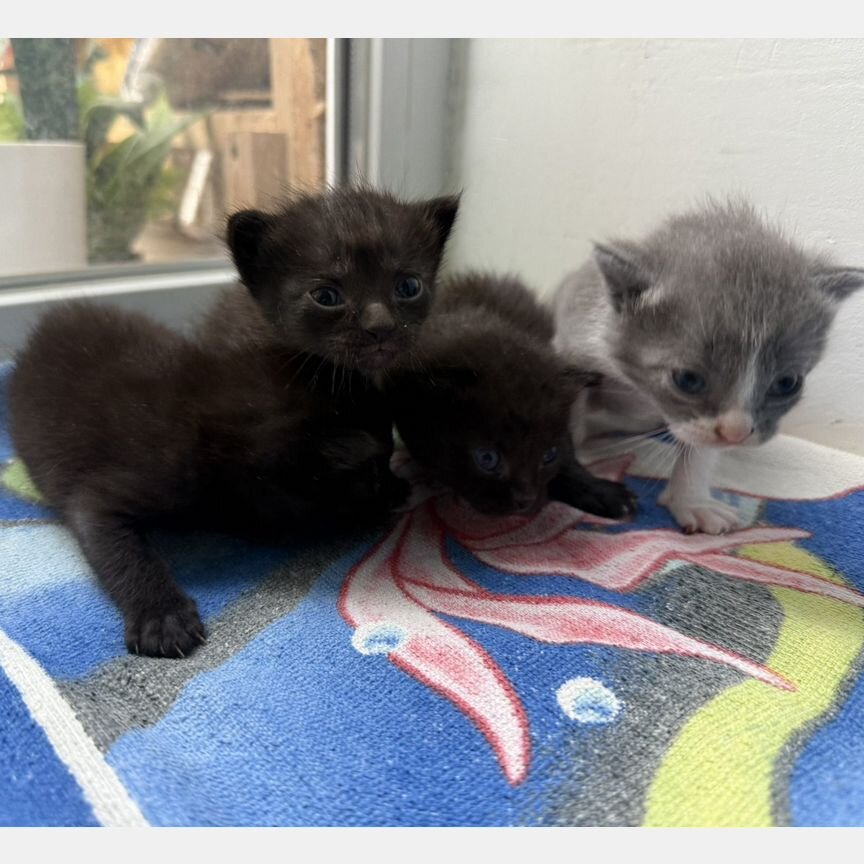 Котята в добрые руки