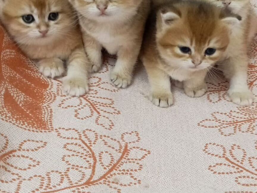 Котята золотая шиншилла