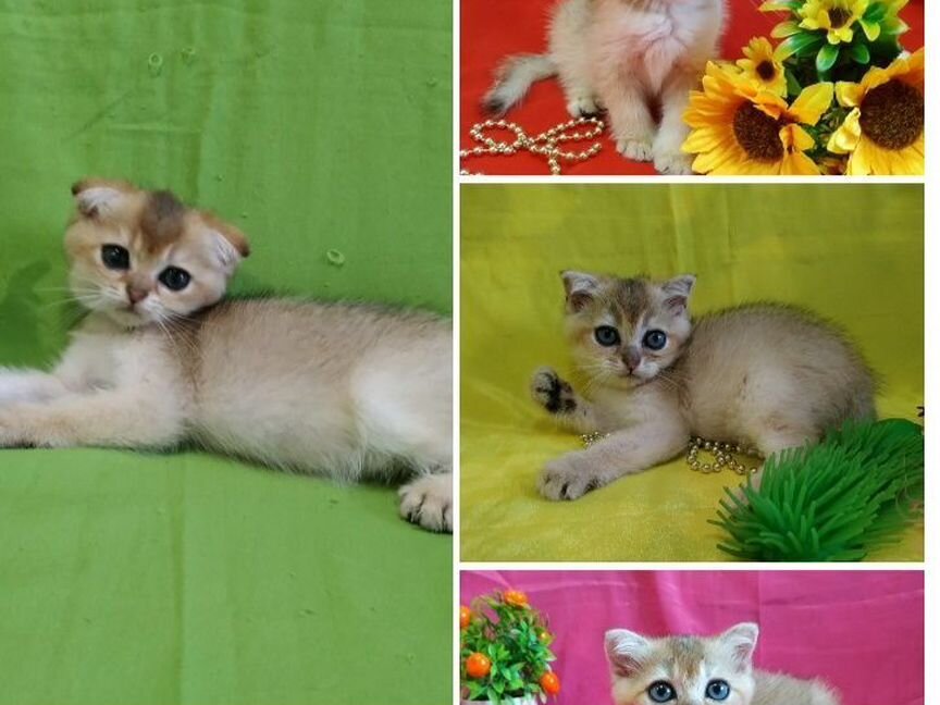 Шотландские золотая шиншилла