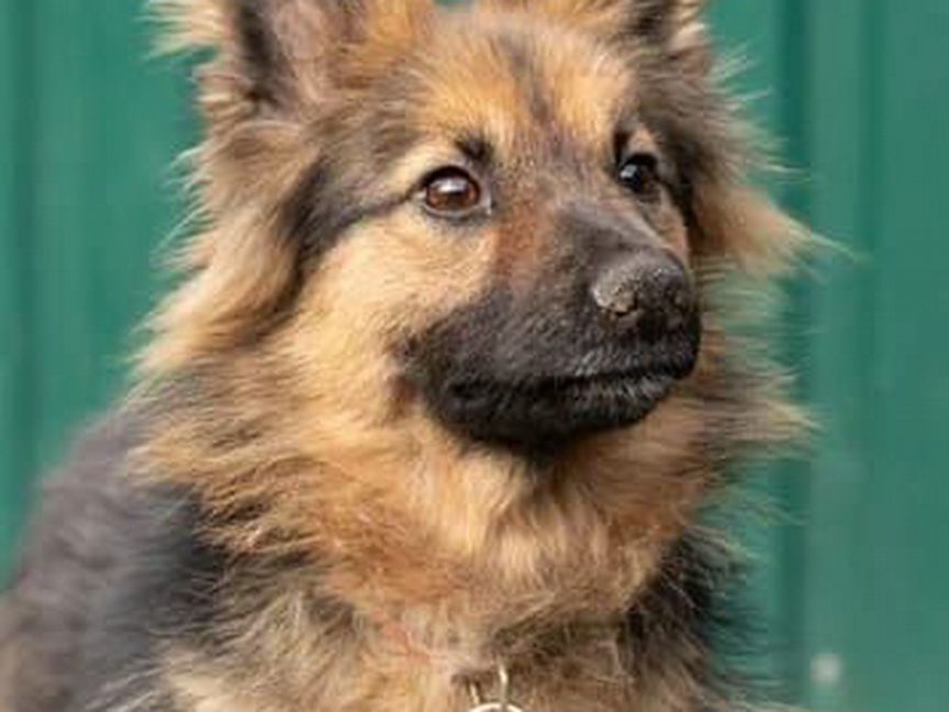 Собака в добрые руки отдам бесплатно