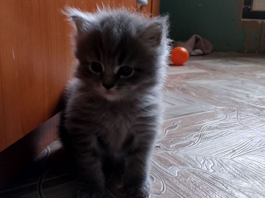 Котёнок девочка 1 месяц