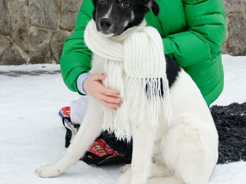 Молодой пёс, 8 месяцев