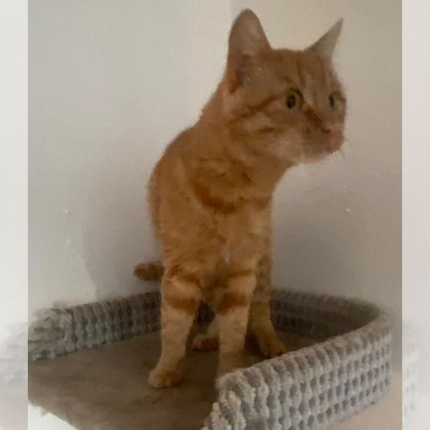 Котик-апельсинчик в добрые ручки